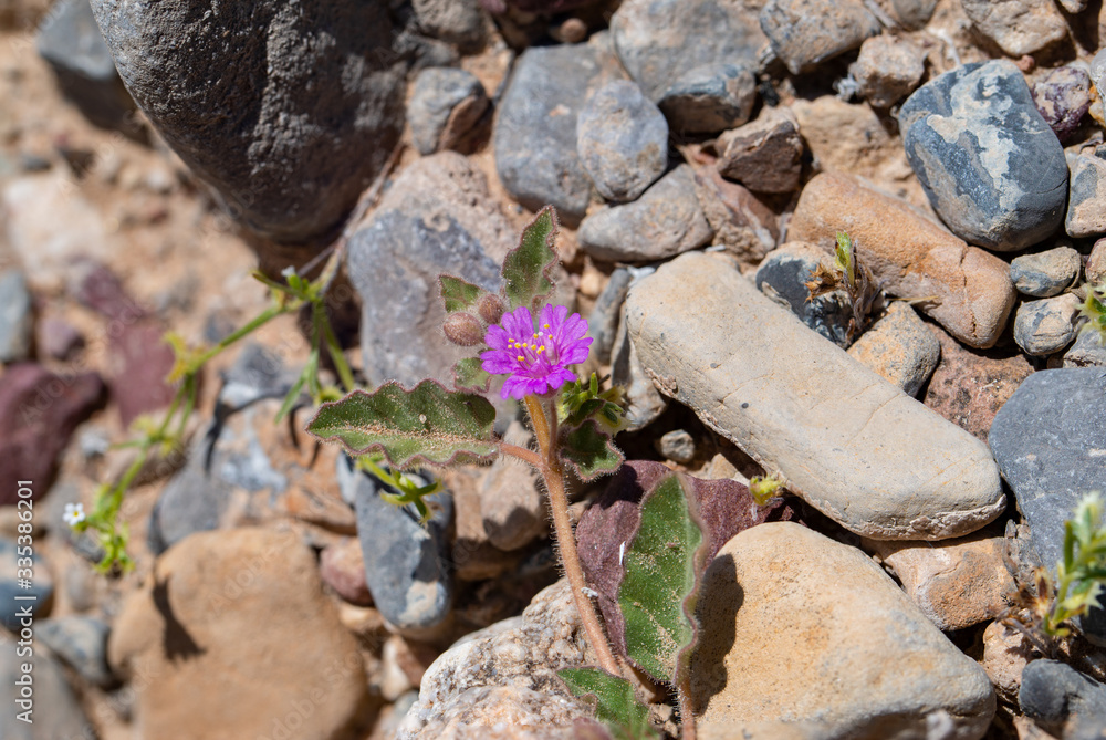Trailing Windmills (Allionia incarnata) in the Four O'Clock Family ...
