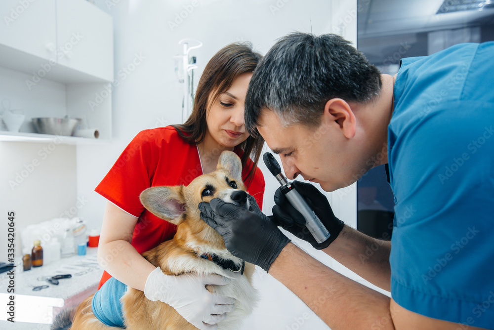 In a modern veterinary clinic, a thoroughbred Corgi dog is examined ...