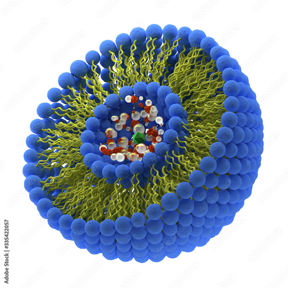 Structure of liposome, phospholipid, micelle, 3d render illustration ...
