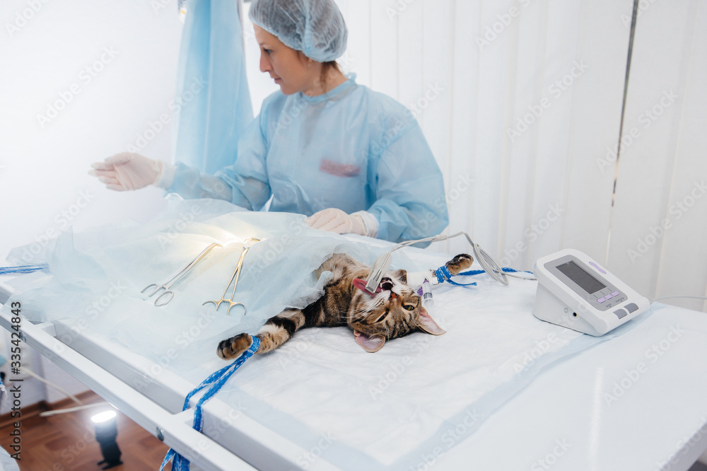 In a modern veterinary clinic, an operation is performed on an animal ...