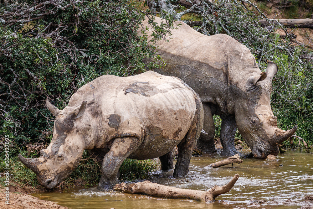 Group (crash) of endangered white rhinos on safari in South Africa ...