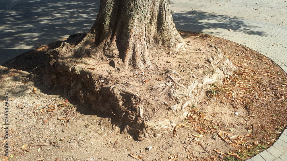 Square formation of tree roots, now exposed, but formed from a previous ...