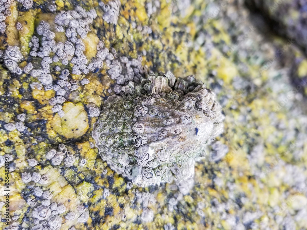 Barnacles and alone seashore springtail over a limpet Stock Photo ...