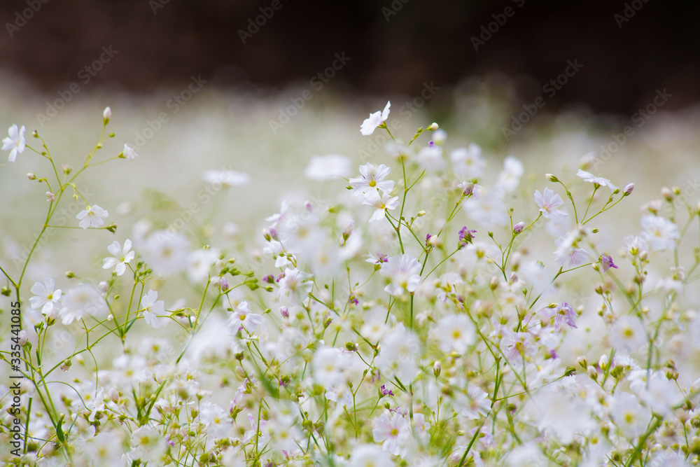 Gypsophila paniculata or baby's breath in nature Stock Photo | Adobe Stock