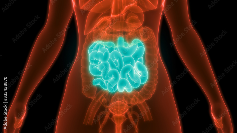 Human Digestive System Small Intestine Anatomy Stock Illustration ...