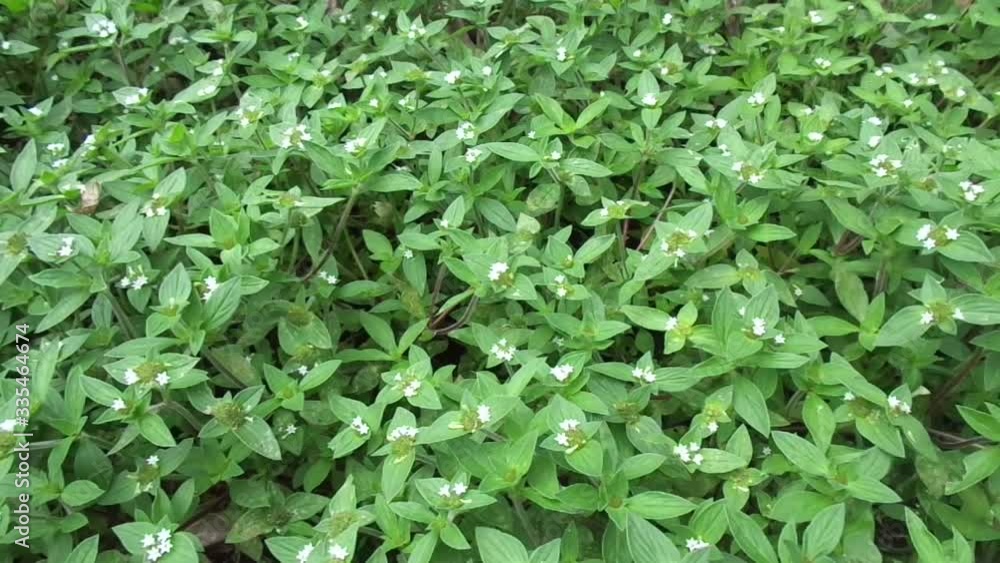Weeds green in the nature background. Borreria alata grass or javanese ...
