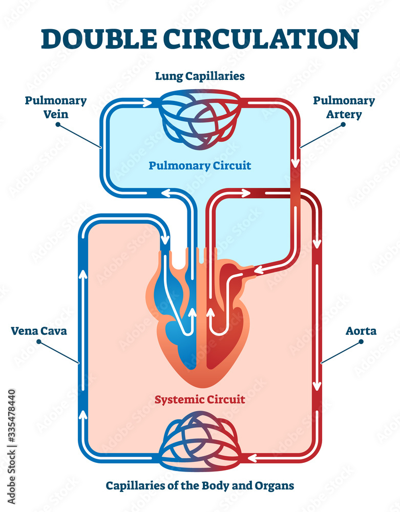 Double circulation vector illustration. Labeled educational blood route ...