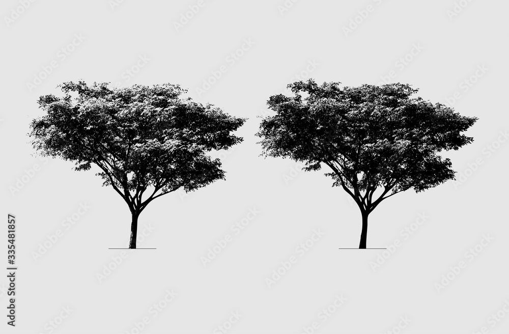 Rain tree silhouette. high contrast style : vector file (live trace in ...