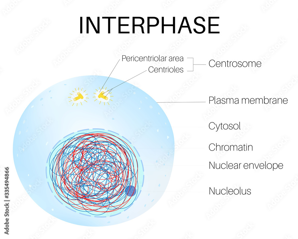 Interphase is the phase of the cell cycle Stock Vector | Adobe Stock