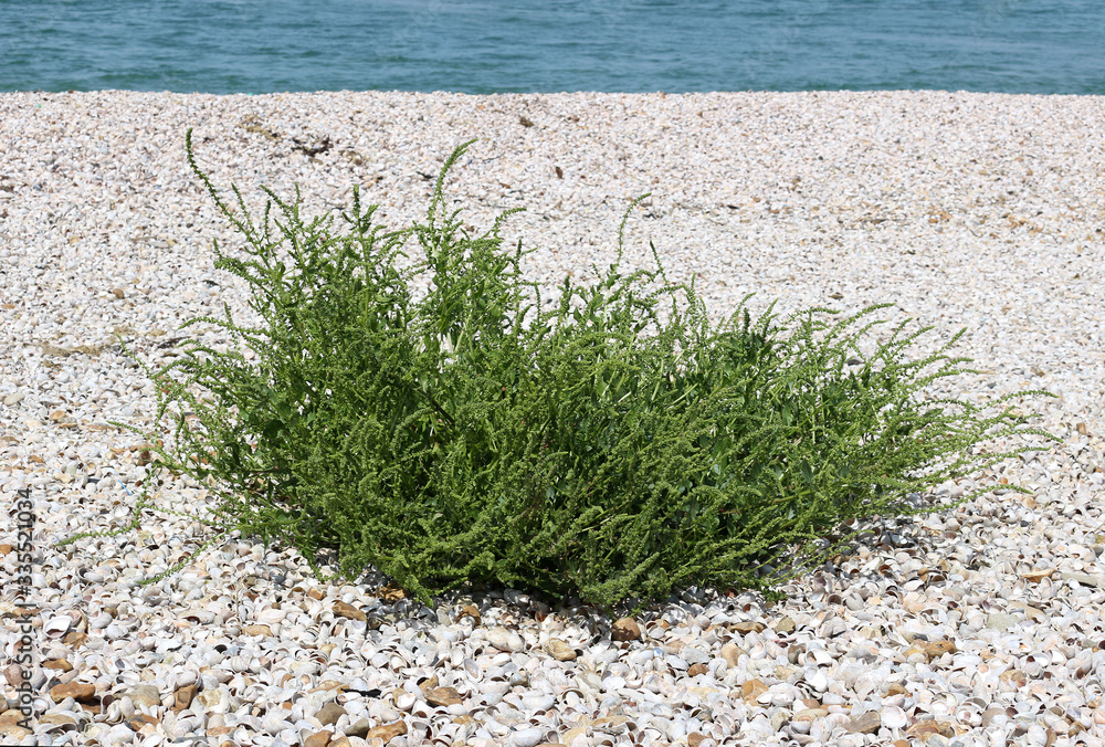 Sea beet, Beta vulgaris subsp. maritima growing on a shingle beach ...