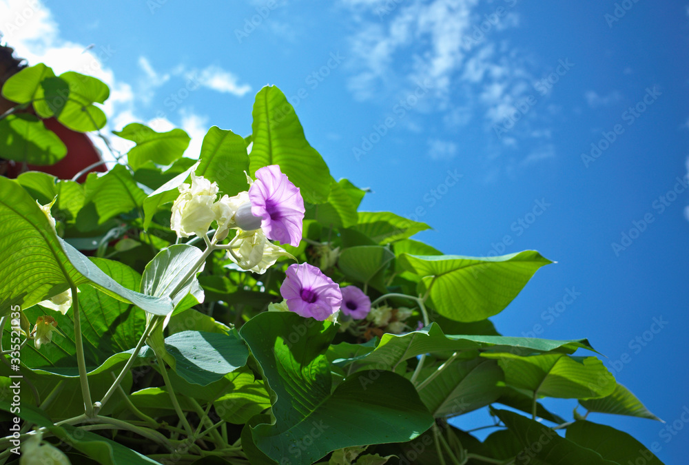 Elephant creeper ,Hawaiian baby woodrose ,woolly morning glory ...