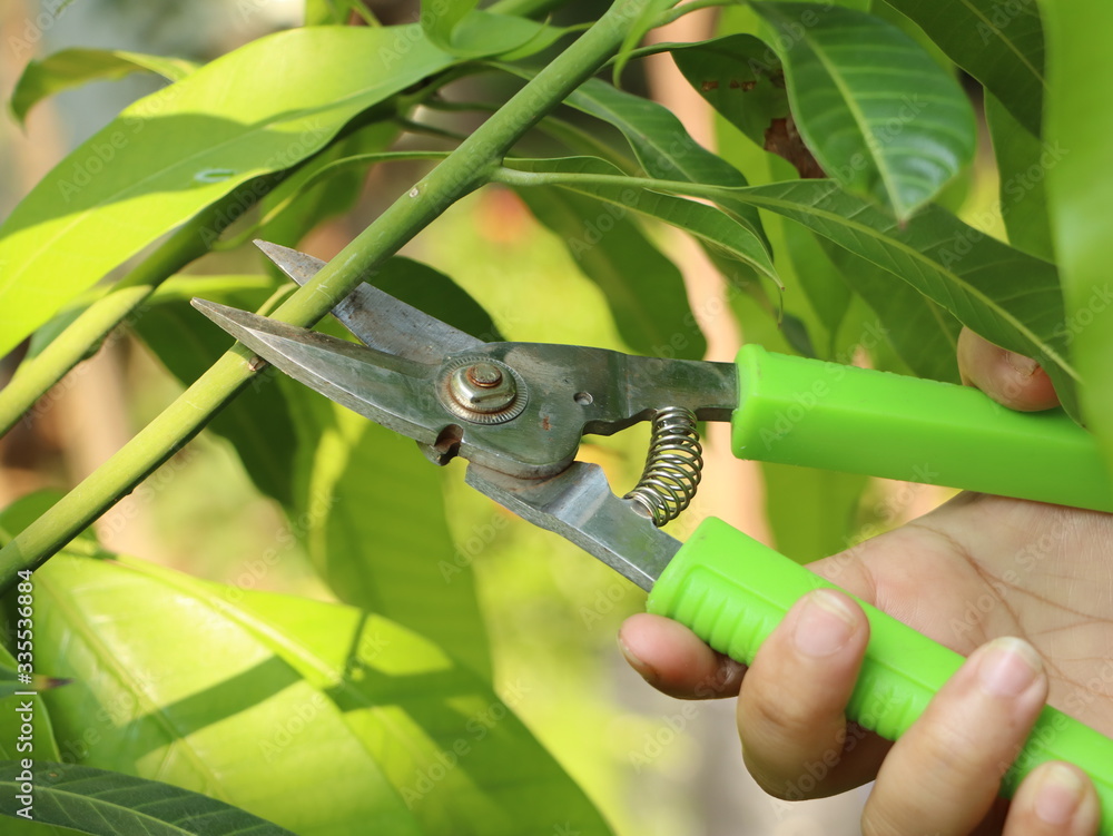 Trim the trees with green scissors. Cut the mango tree branches with scissors. Stock Photo ...