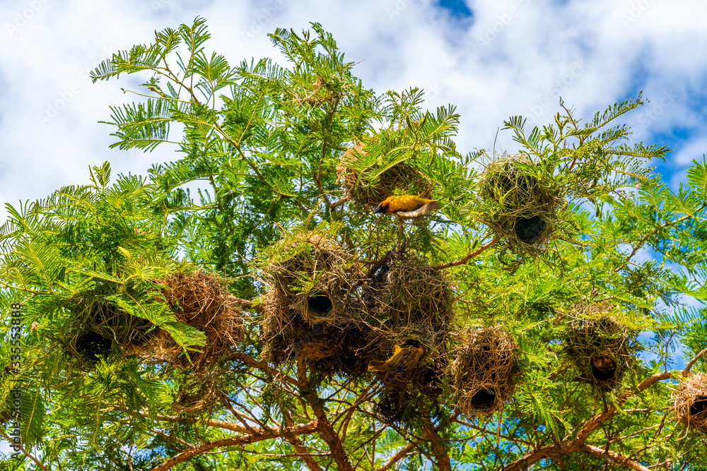 Acacia tree with lots of weaver bird's nests on it at Ngorongoro crater ...