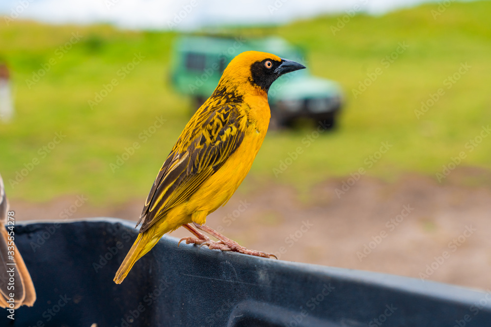 African birds. Southern masked weaver bird, yellow weaver bird sitting ...
