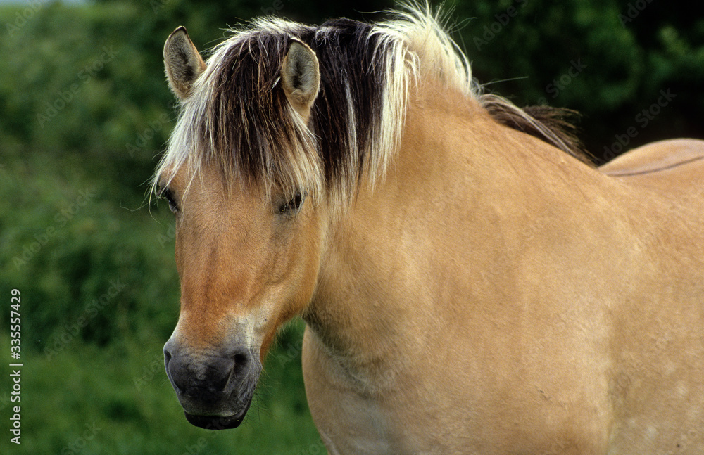 Cheval, race Henson, Baie de Somme, 80, Somme Stock Photo | Adobe Stock