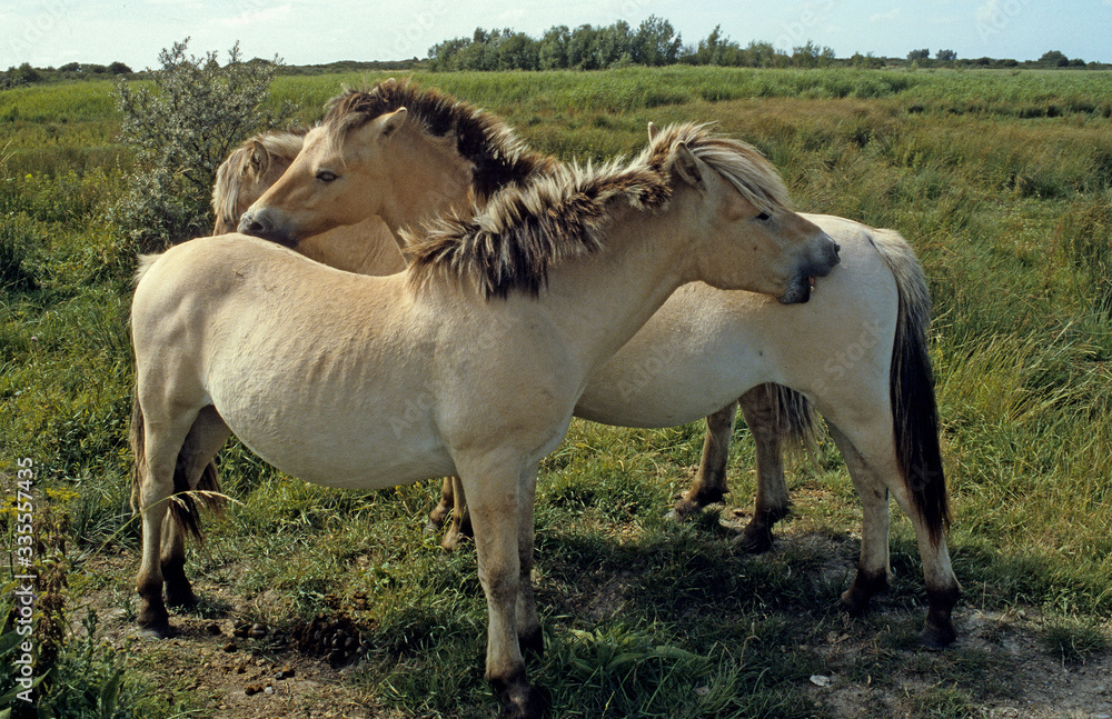 Cheval, race Henson, Baie de Somme, 80, Somme Stock Photo | Adobe Stock