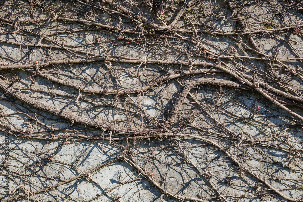 View of stone wall with thin curved branches of a dry tree foto de ...