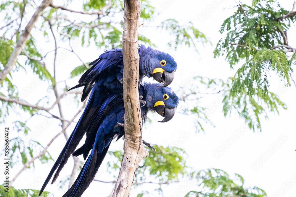 La Paraba Azul (Anodorhynchus hyacinthinus) en el Área Natural de ...