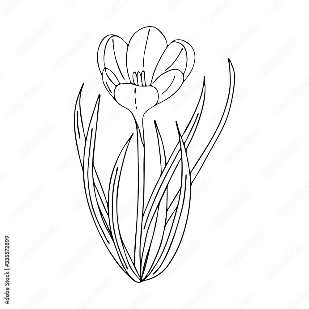 Crocus outline drawing.The first spring flowers in the Doodle style ...