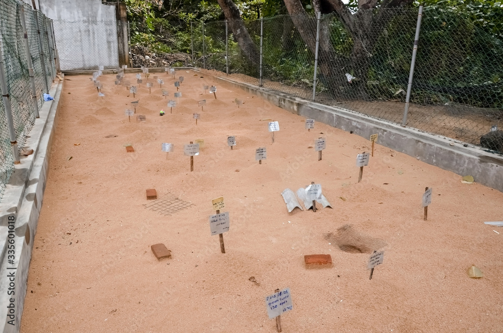 Bentota, SRI LANKA 20 February 2016: sand incubator for turtles with ...
