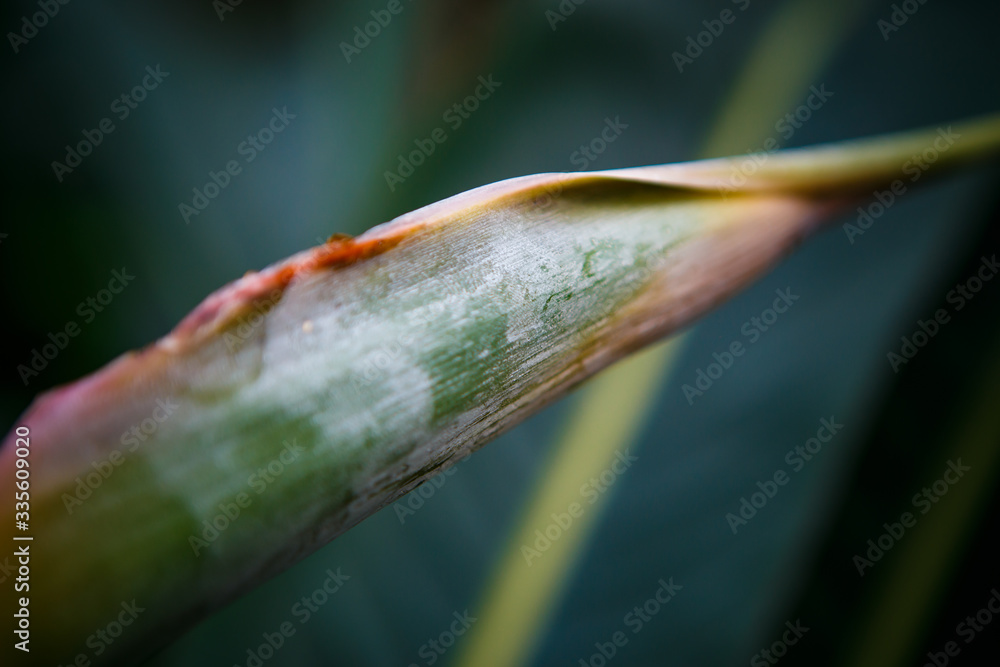 Exotic plants and flowers in botanical garden in close up Stock Photo ...