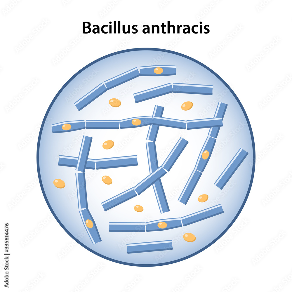 Anthrax bacilli in magnifying glass. Microbiology. Vector illustration ...