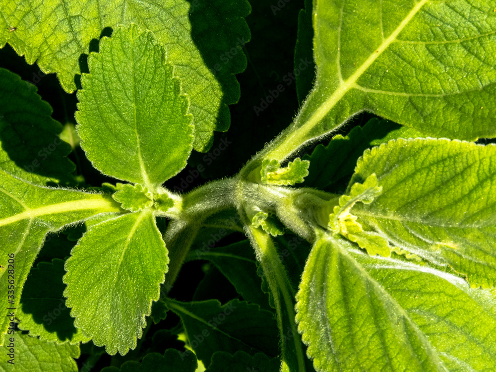 Boldo: Green plant named Boldo da Terra in Brazil. Plant used to make ...