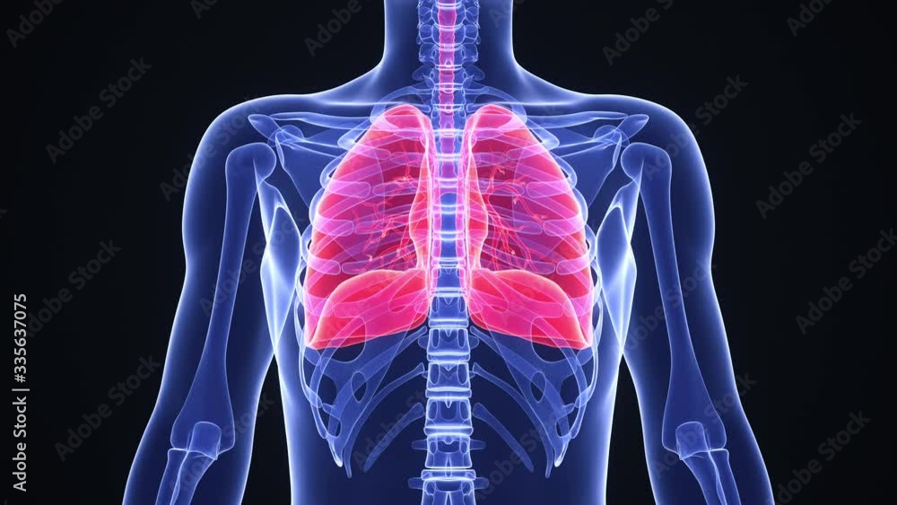 Sick man breathing rapidly. Lungs highlighted in red. Anatomical x-ray ...
