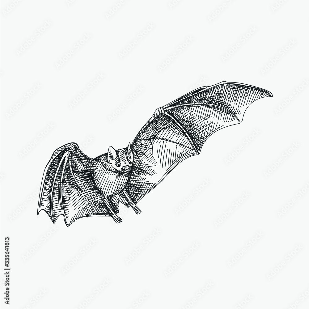 Hand-drawn sketch of a bat while flying. Flying bat. Bat opening its ...