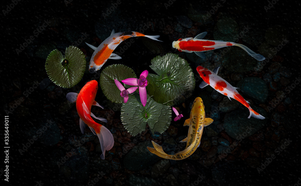 Koi fish pond with lotus flowers Stock Photo | Adobe Stock