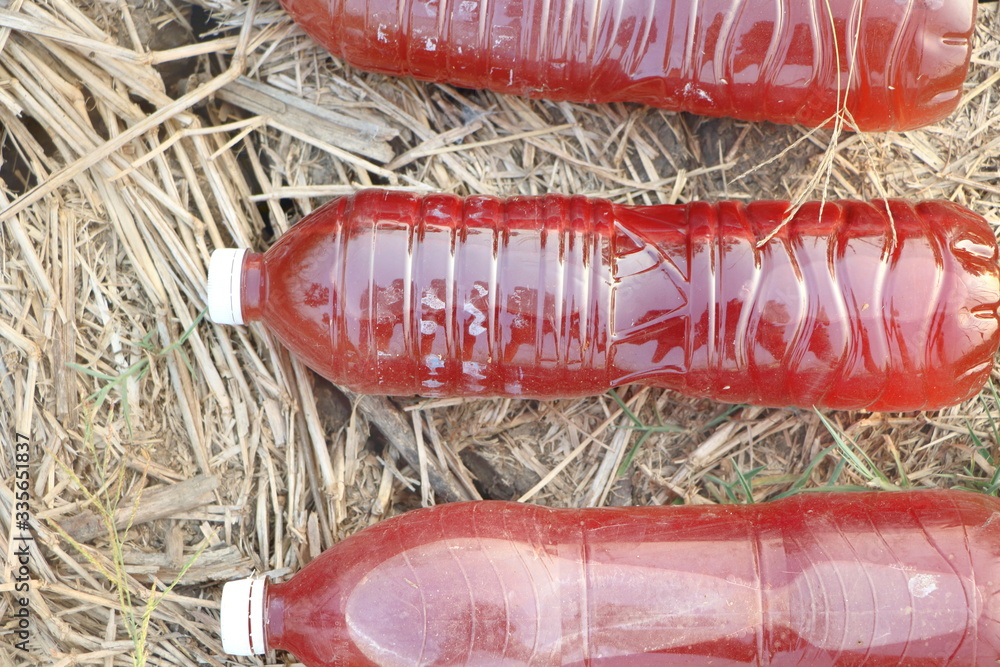 photosybthetic bacteria (PSB), red water in plastic bottle is organic ...