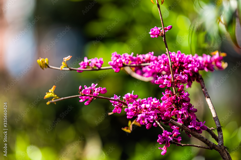 Pink purple colorful late cherry blossom sakura tree flowers petals ...