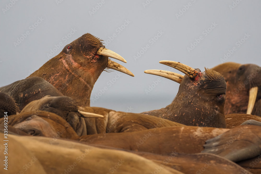 Walrus colony herd on the sand beach. Detail portrait of Walrus with ...
