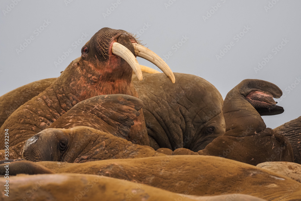 Walrus colony herd on the sand beach. Detail portrait of Walrus with ...