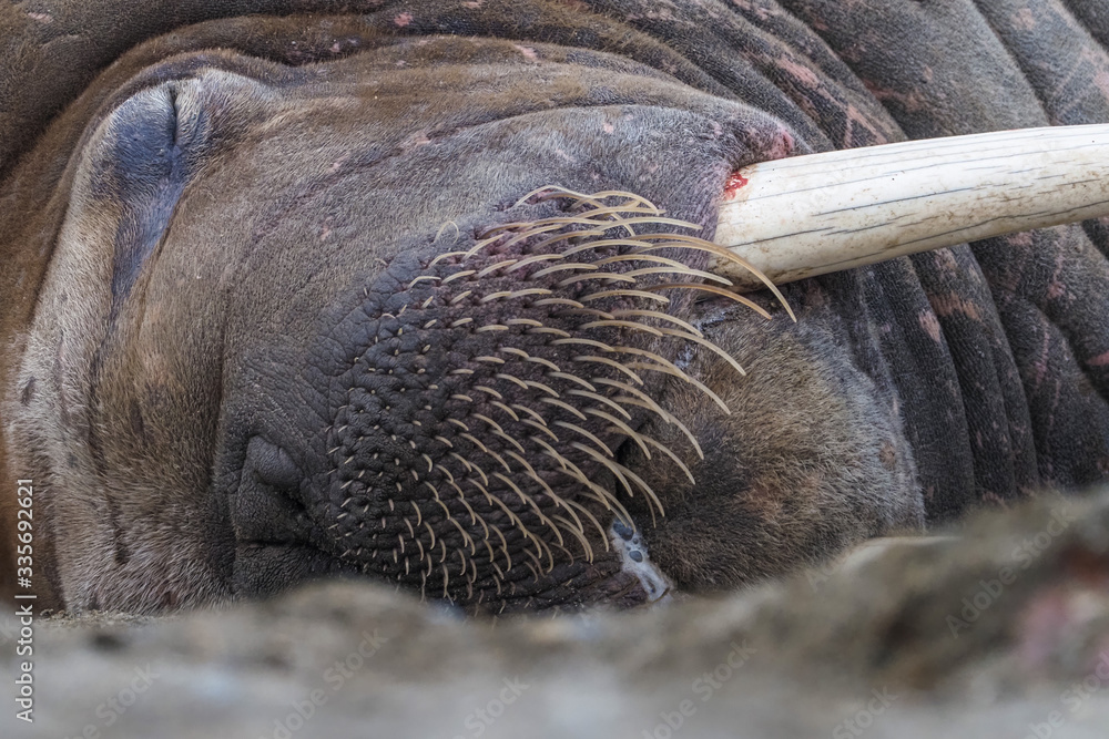Walrus colony herd on the sand beach. Detail portrait of Walrus with ...