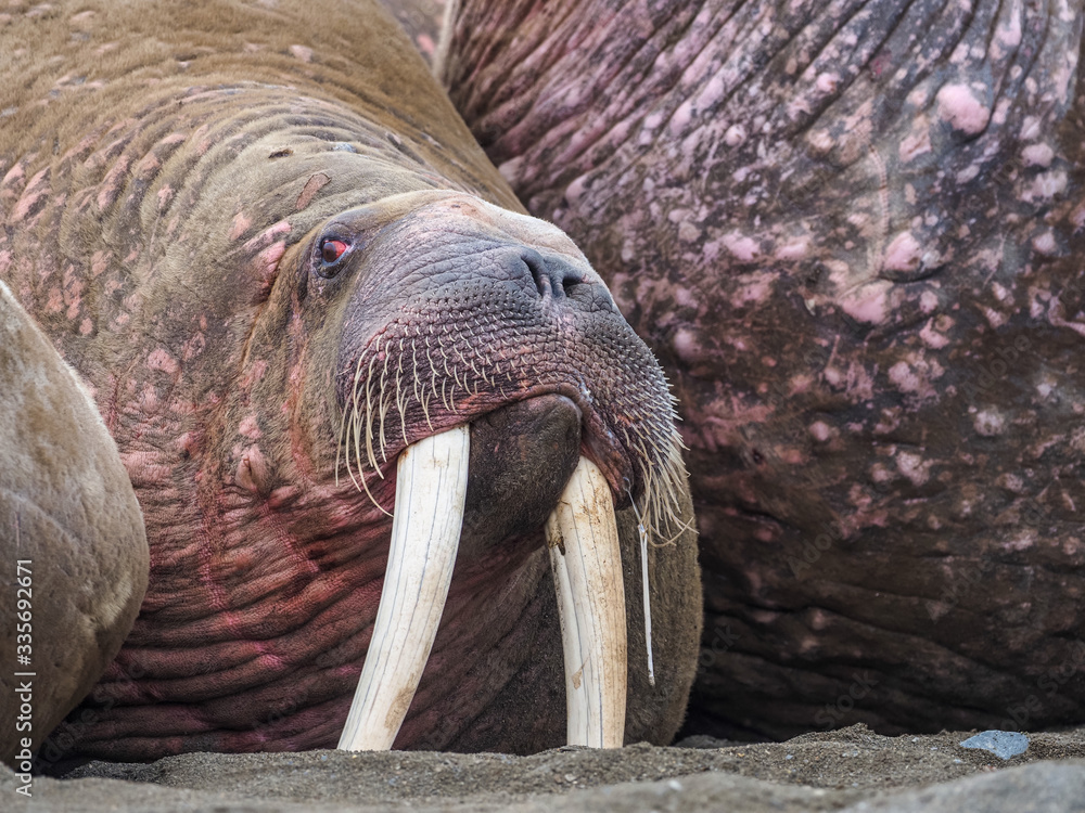 Walrus colony herd on the sand beach. Detail portrait of Walrus with ...