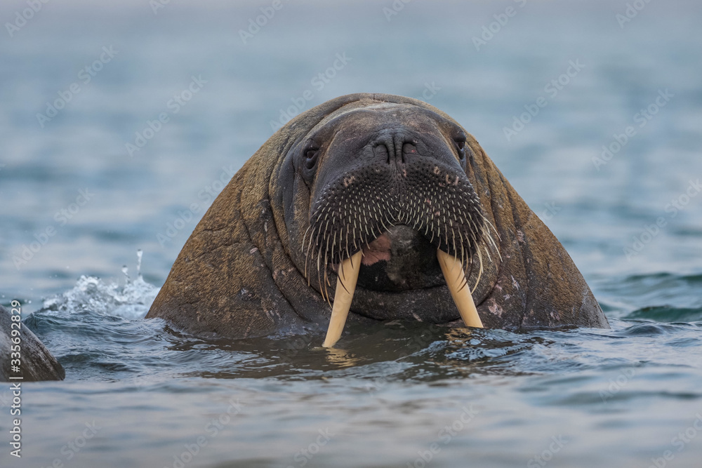 The walrus, Odobenus rosmarus, large flippered marine mammals in blue ...