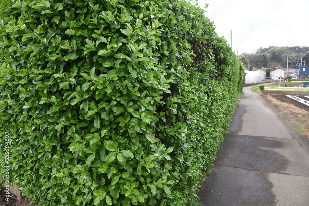 Japanese spindle tree (Euonymus japonica) / Celastraceae evergreen ...