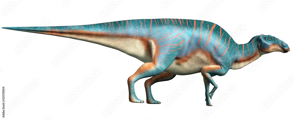 Maiasaura Maiasaura, a hadrosaur, on a white background. This duck ...