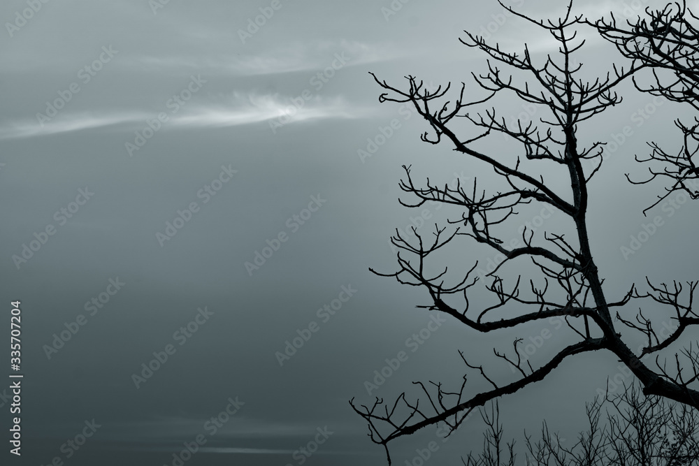 Silhouette dead tree and branch on grey sky background. Black branches ...