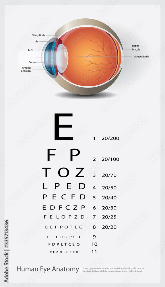 Human Eye Anatomy Vector Illustration Stock Vector | Adobe Stock