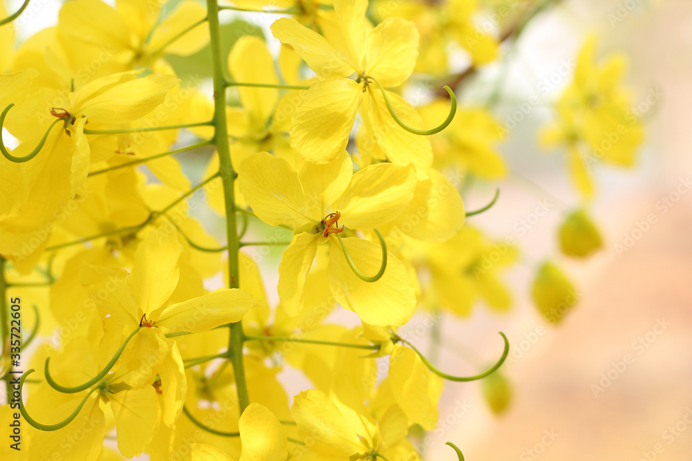 Bunch of yellow golden shower Cassia fistula / Indian laburnum state flower of Kerala South ...
