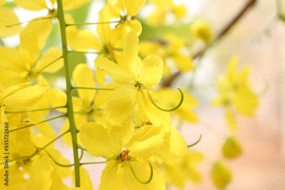Bunch of yellow golden shower Cassia fistula / Indian laburnum state flower of Kerala South ...