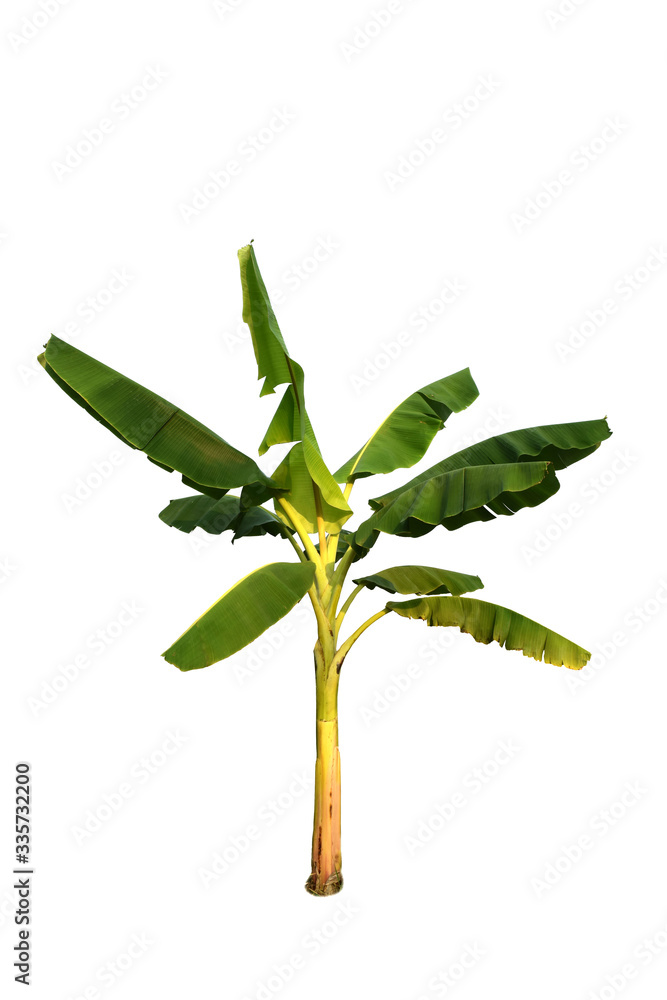 Banana tree isolated on white background for garden design. Tropical ...