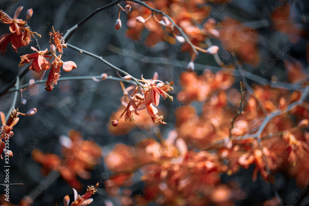 kair tree is a desert tree or shurb found in the desert areas of ...