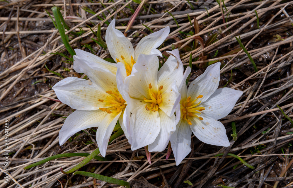 Varto - Mus City / Turkey. Messengers of spring, Snowdrops and Purple ...