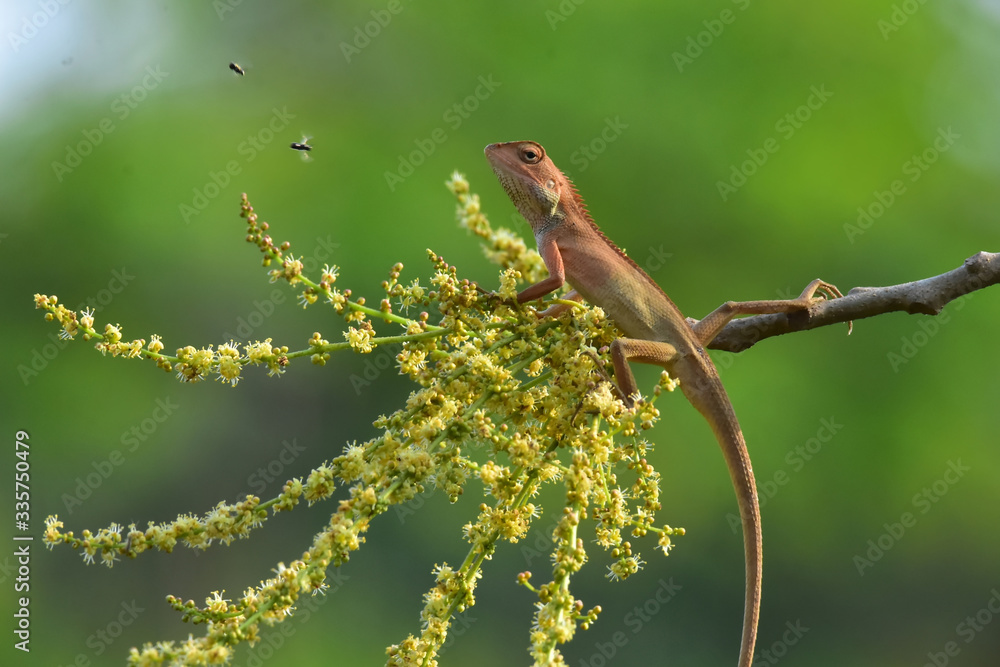 Chameleons with nature, Chameleons or chamaeleons are a distinctive and ...