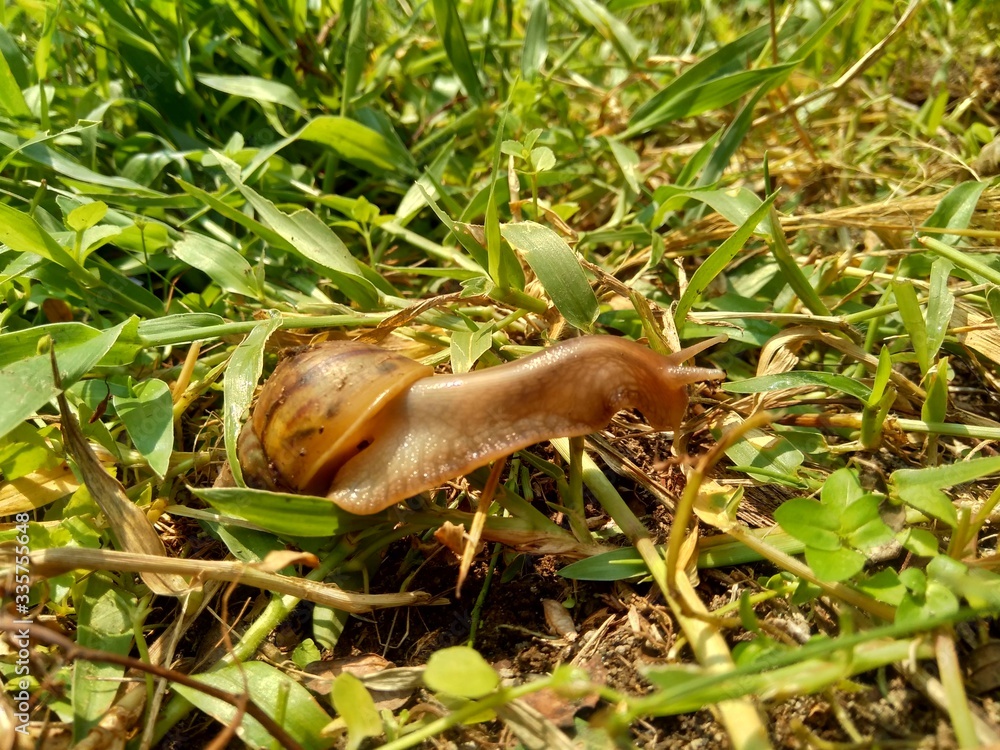 Snails (Bekicot, Achatina fulica, African giant snail, Archachatina ...