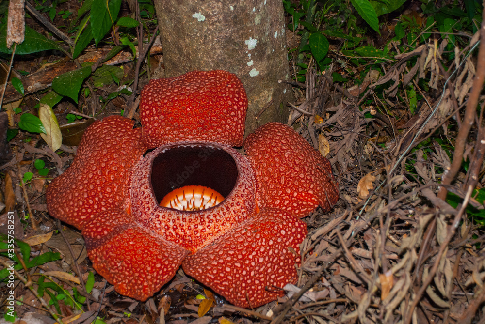 Rafflesia, the biggest flower in the world. This species located in ...