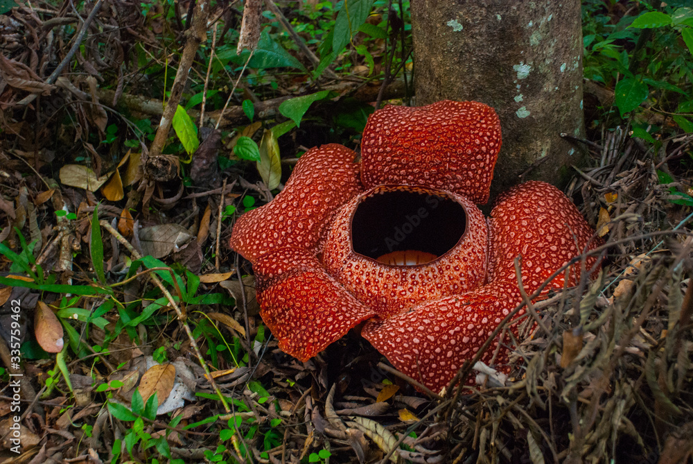 Rafflesia, the biggest flower in the world. This species located in ...